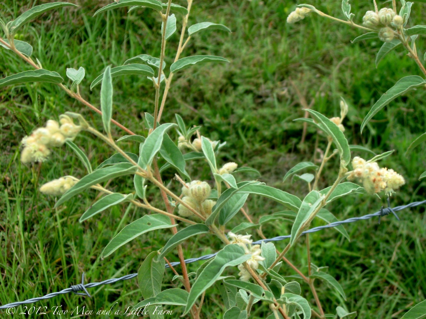 Two Men and a Little Farm: MYSTERY FUZZY WEED OR WILDFLOWER