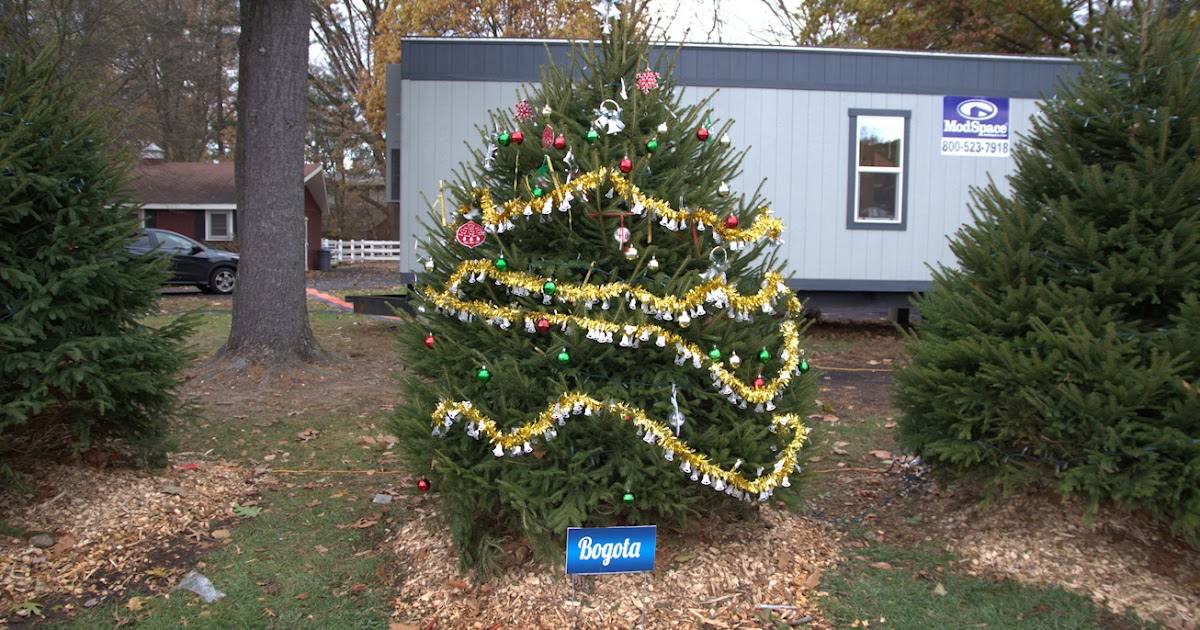 Bogota Blog NJ: Bogota Tree