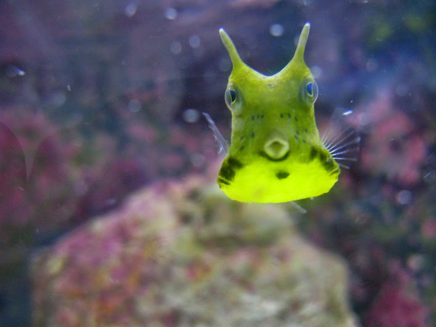 La Faunia de Helena: El Mundo Acuático