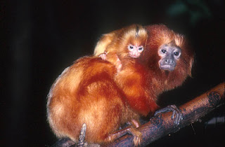 Collage: ANIMALS OF AMAZON RAINFOREST