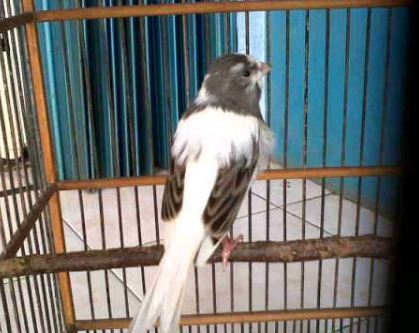 Burung Kenari Panda Simetris Putih Abu Gacor: Foto & Video | Template ...