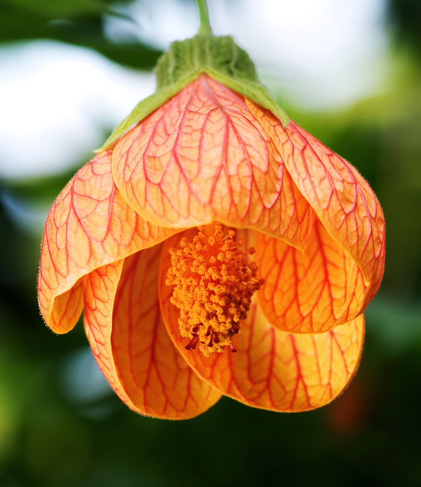 FLOWEROUND - certainly, for you.: Abutilon