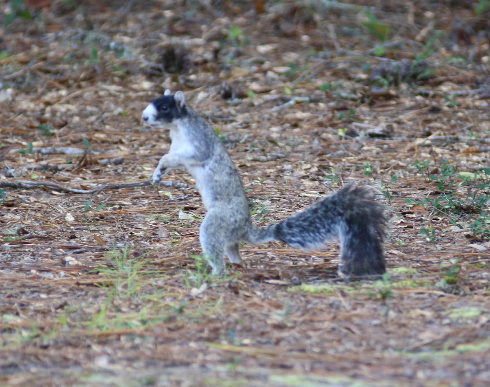 The Road Awaits...: Fox or Squirrel?