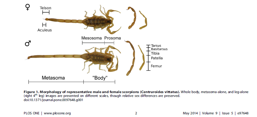 The Scorpion Files Newsblog: Male sprinters and fighting females ...