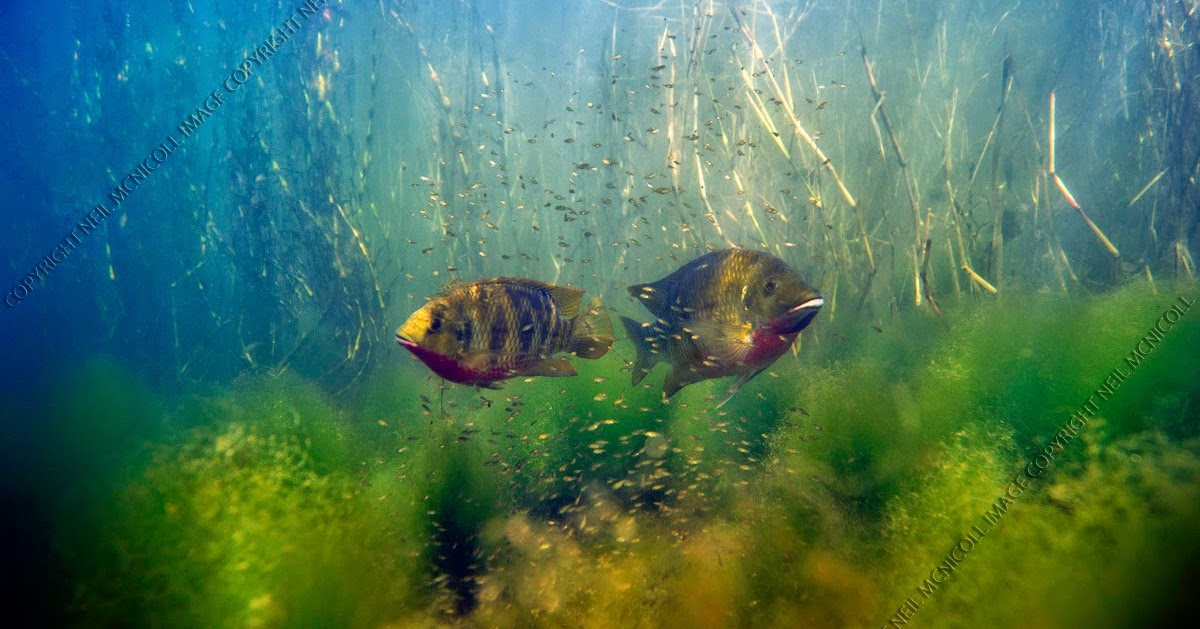 Freshwater Fish Photographs: Tilapia