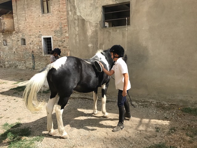 Bologna per bimbi 0-18 Newsblog: Estate a cavallo: campi mattutini e ...