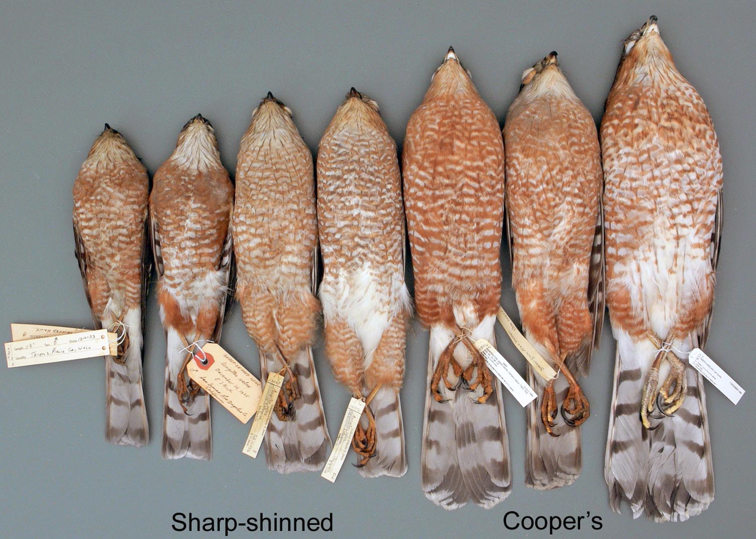 Northwest Nature Notes: ACCIPITERS IN A MUSEUM