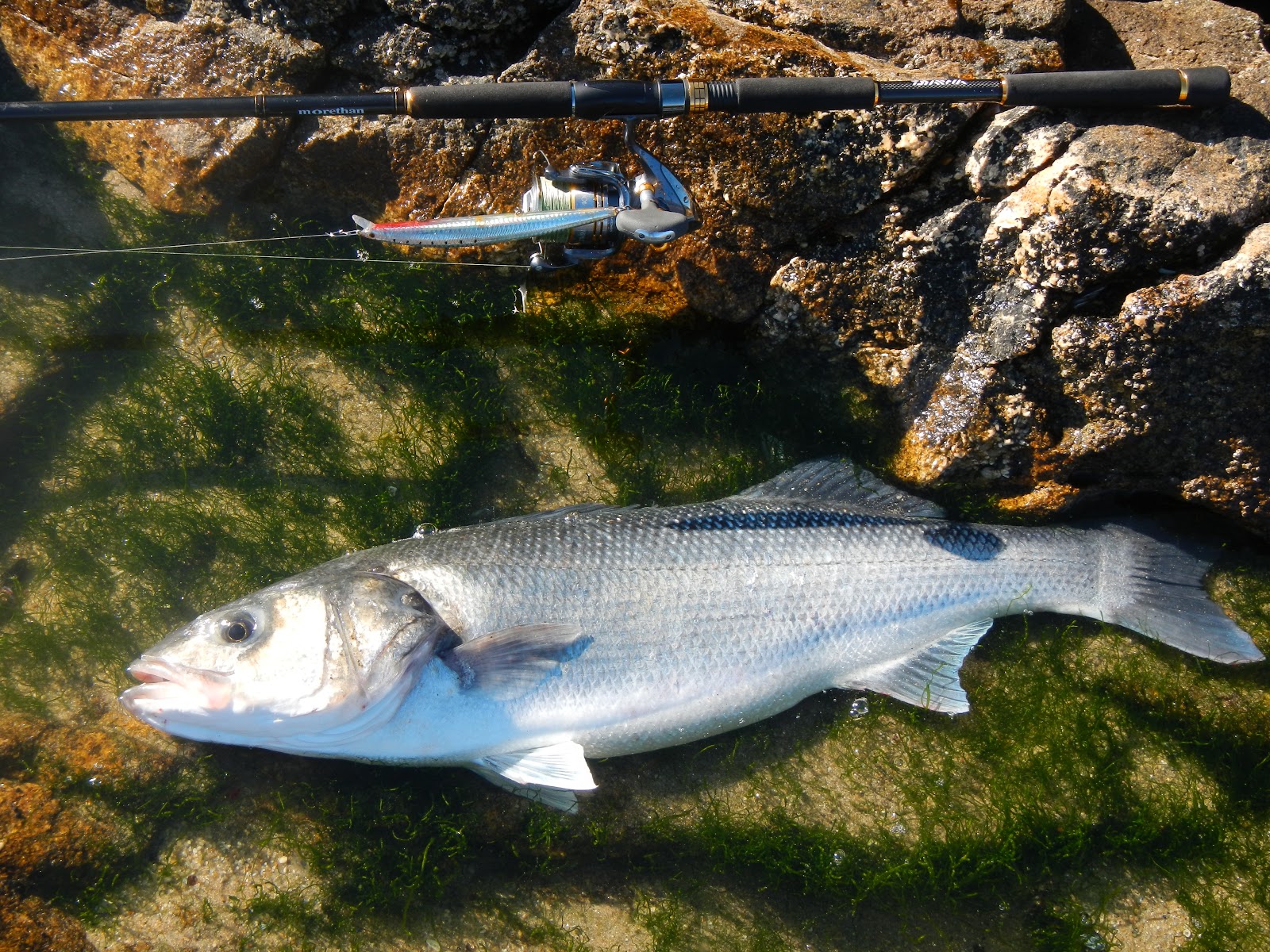 Predadores ao Spinning: Robalo com 6,25 Kg - Novo recorde - A pescaria ...