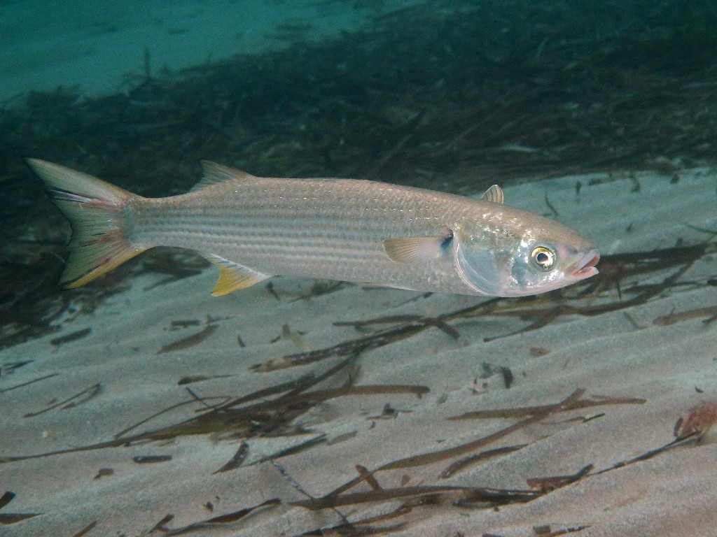 Info animales: PECES LISAS
