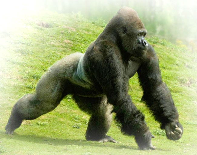 Antropoides (zoología)