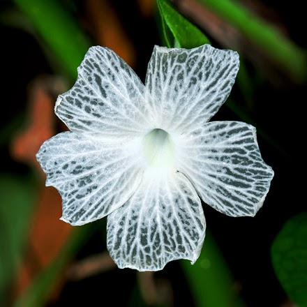 Wait! I Have a Blog?!: Skeleton Flower