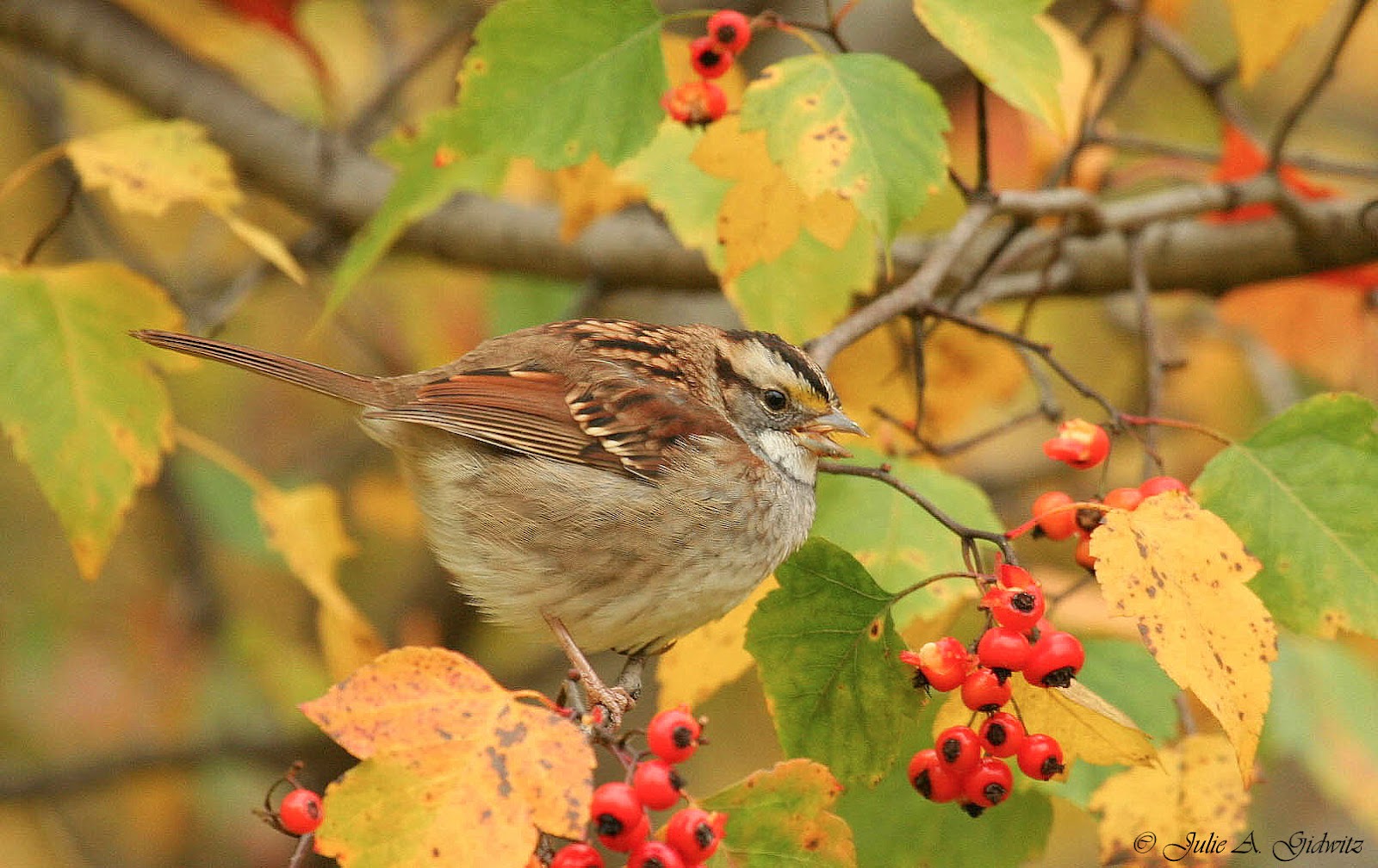 Birding Is Fun!: Fall Feathers