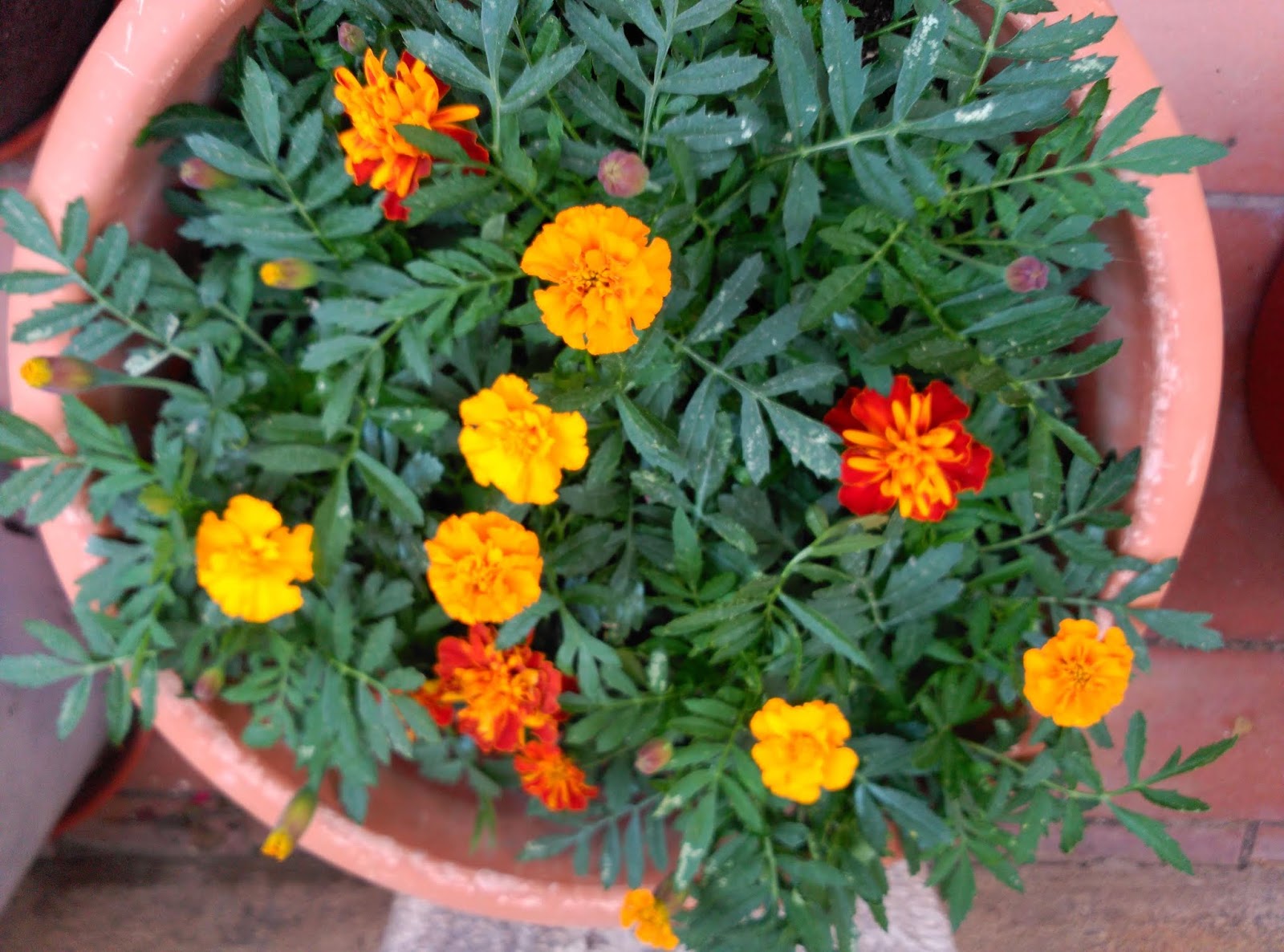 Huerto Casero de Quiquet: Vamos a sembrar Tagetes patula o clavel de moro