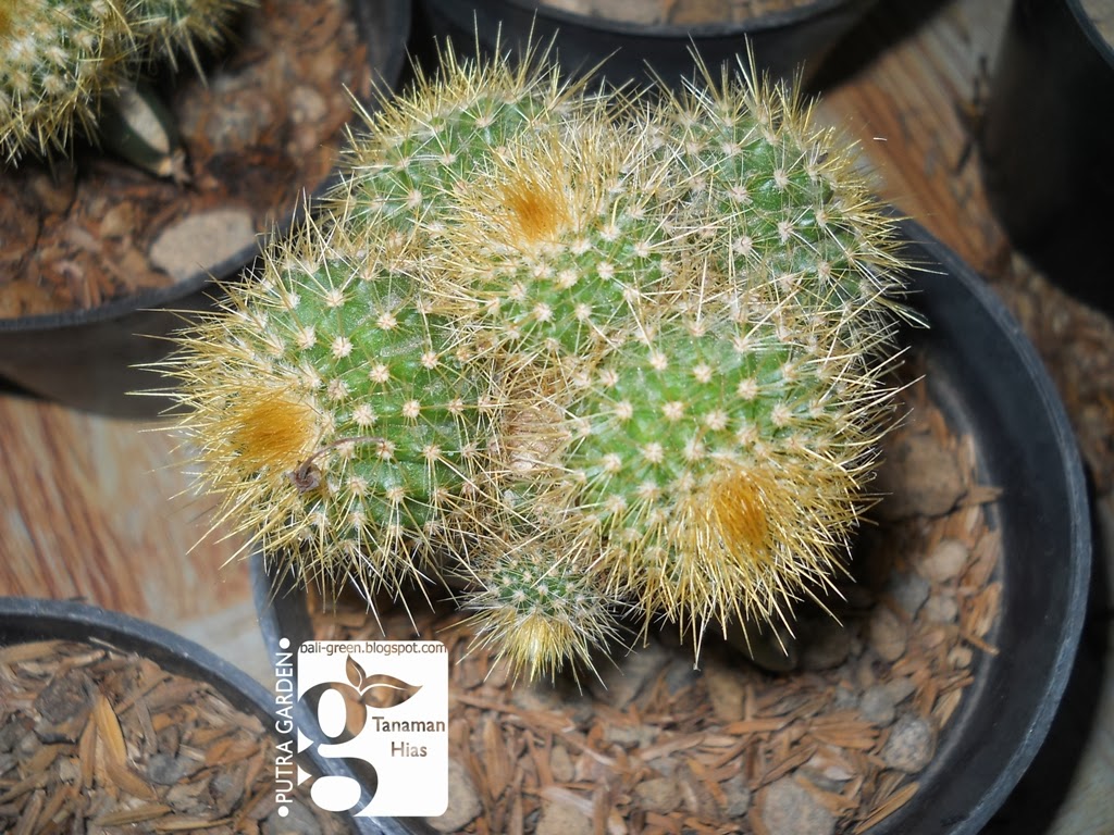 PUTRA GARDEN BALI: Promo Tanaman Hias Kaktus Mini Untuk Souvenir