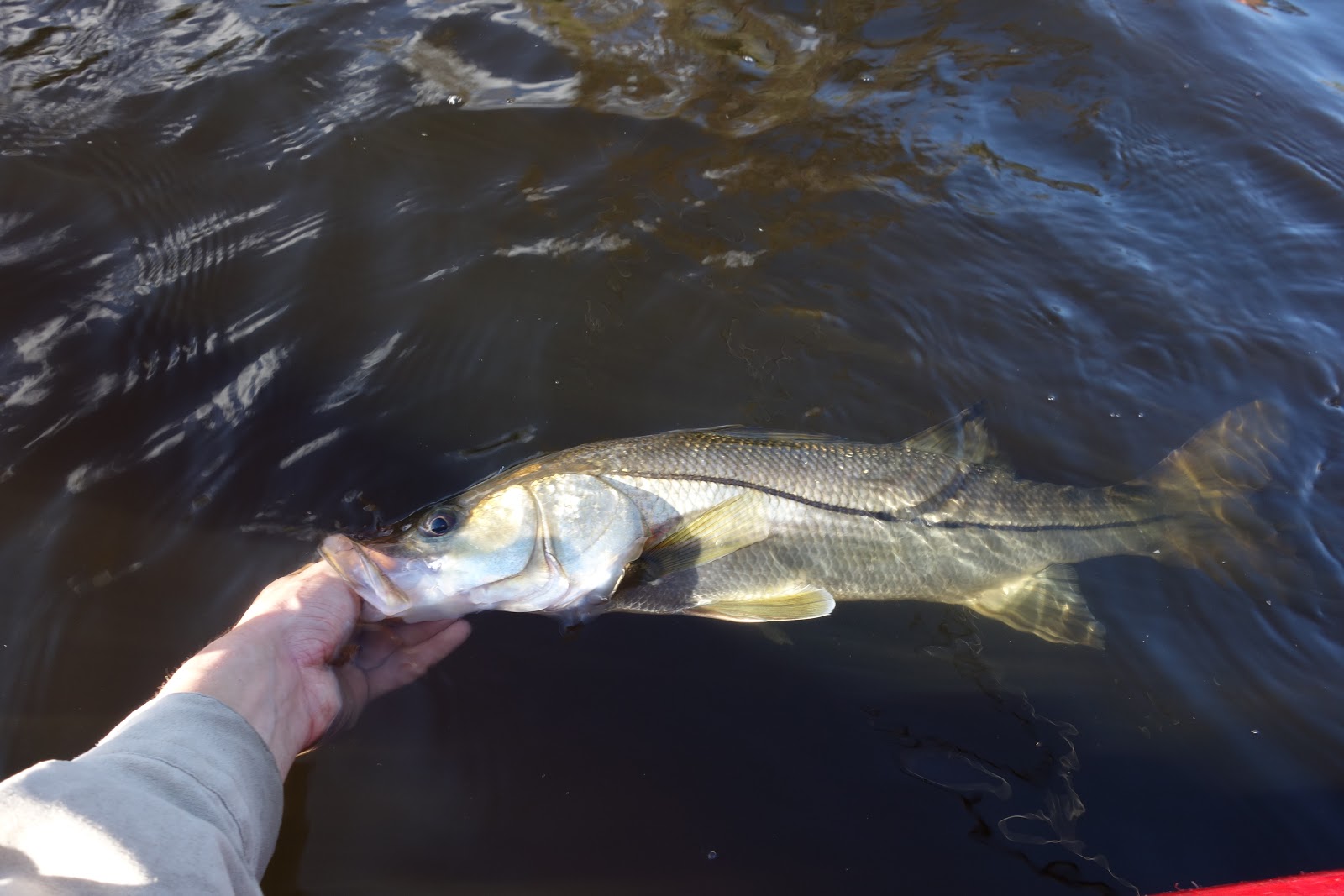 Connecticut Fly Angler: Florida: One Eyed Willy, the Snook Slayer