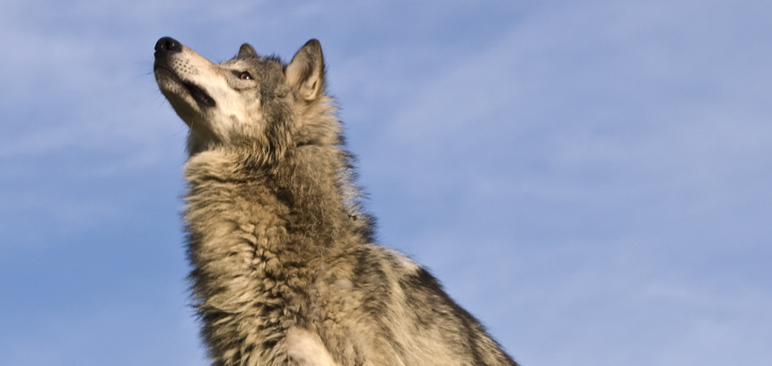 White Wolf : Saving the wolves: Michigan Indians fight wolf hunt