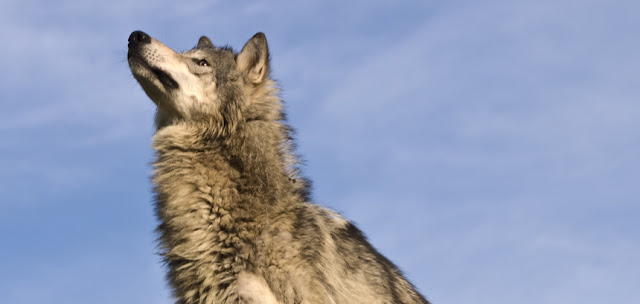 White Wolf : Saving the wolves: Michigan Indians fight wolf hunt