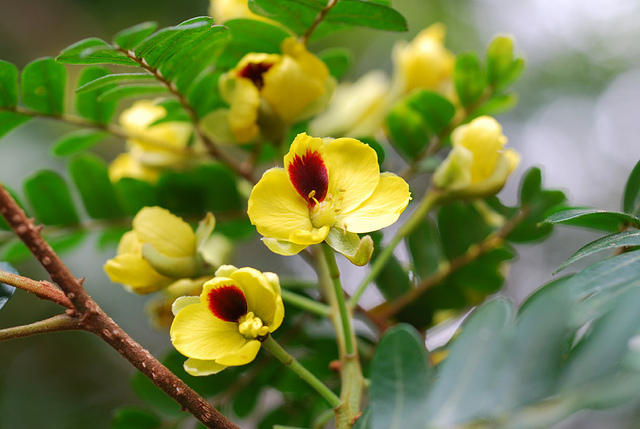 Pau-brasil - Caesalpinia echinata | Natureza Bela
