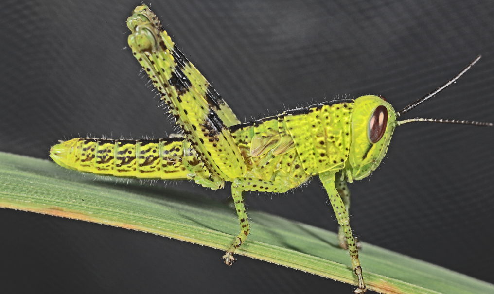 BunyipCo: April 2013