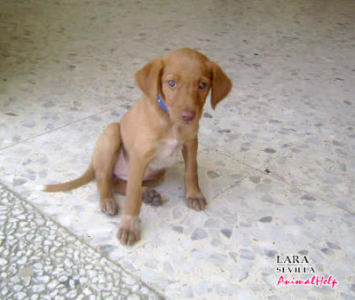 NOBLE GALGO: LARA, cachorra 3 meses sola en la calle en la puerta de un ...