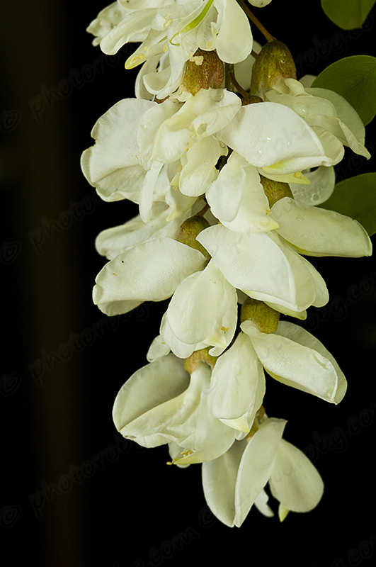 The 3 Foragers: Foraging for Wild, Natural, Organic Food: Black Locust ...