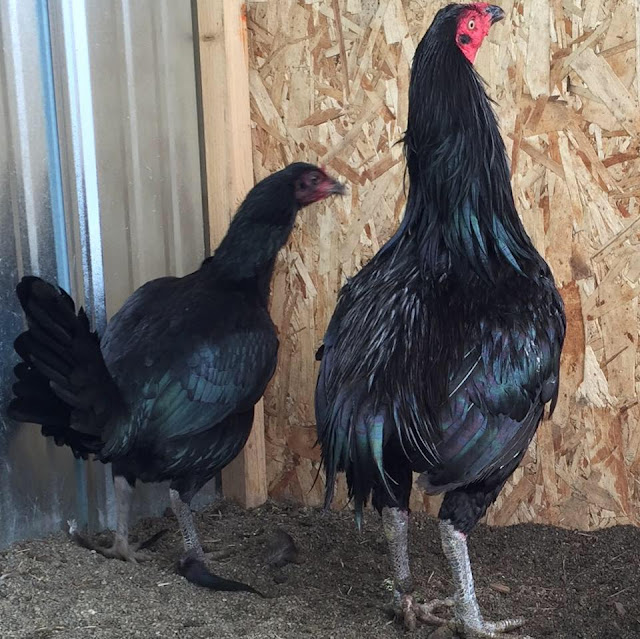 Candi Singo Jogja: ASAL USUL PERUVIAN DAN CARA MEMBUATNYA