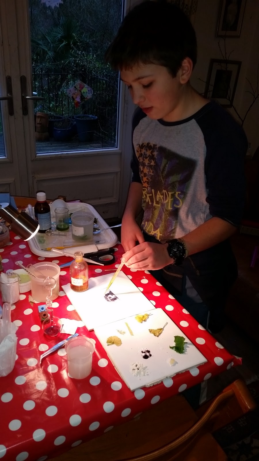 SLHE Science: January: Testing leaves for starch, and conditions needed ...