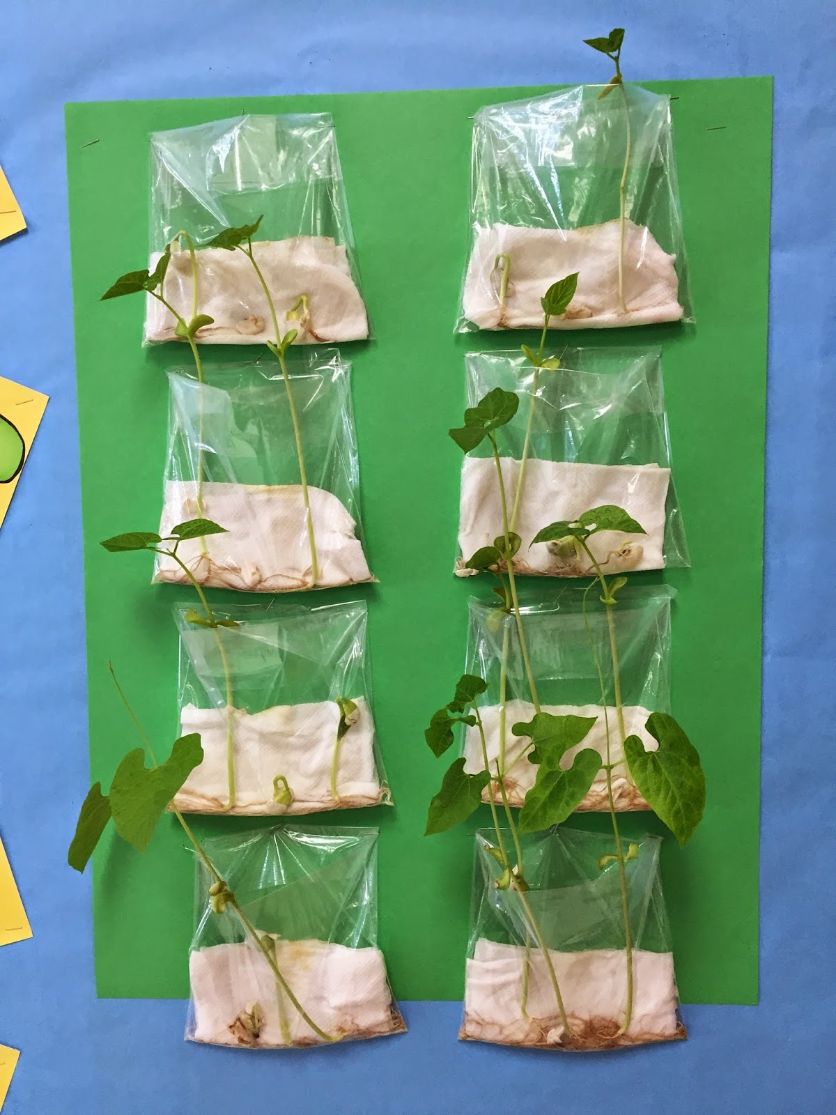 Teaching . . . Seriously: Germination: A Living Bulletin Board!