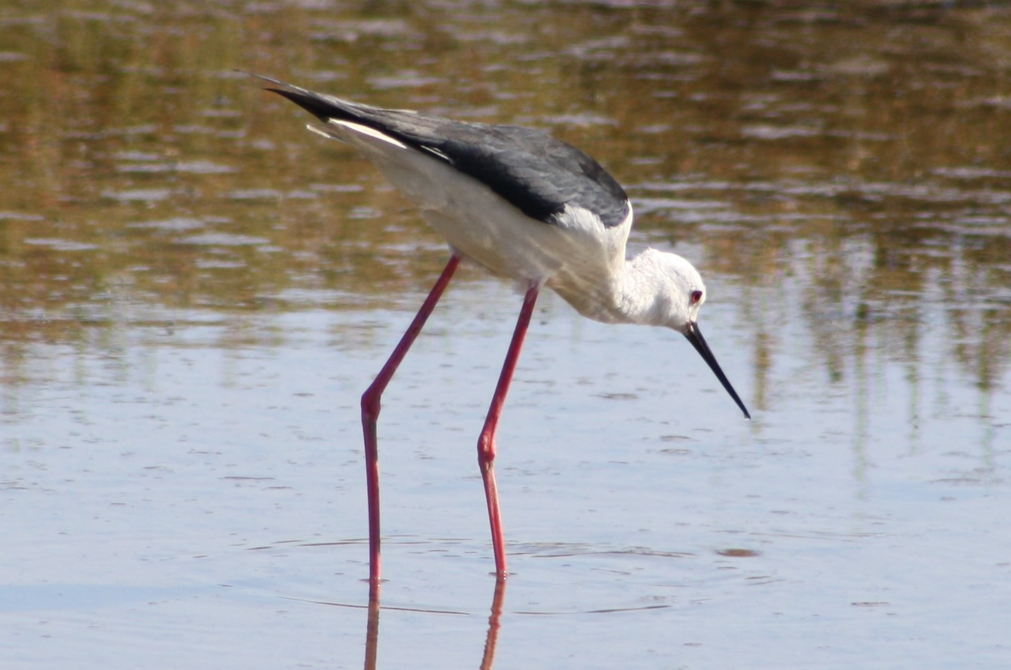 Imagens da vida animal: Pernilongo (Himantopus himantopus)