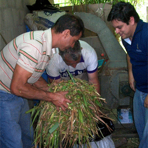 CURSO JOVENES RURALES DE ALIMENTACIÓN ANIMAL ALTERNATIVA SENA GIRARDOT ...