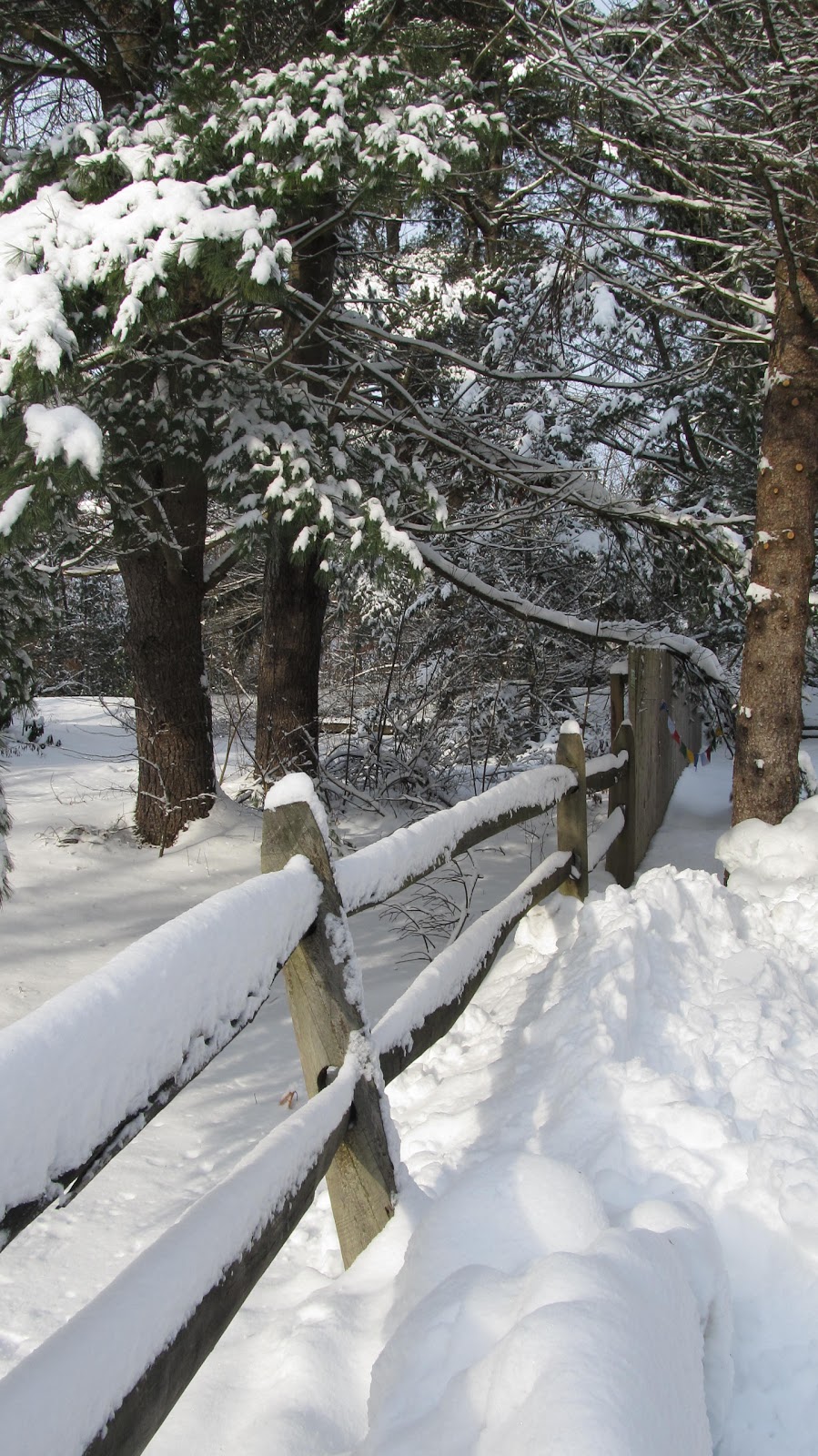 Head in the Clouds Amherst: Robert Frost Trail After Snow