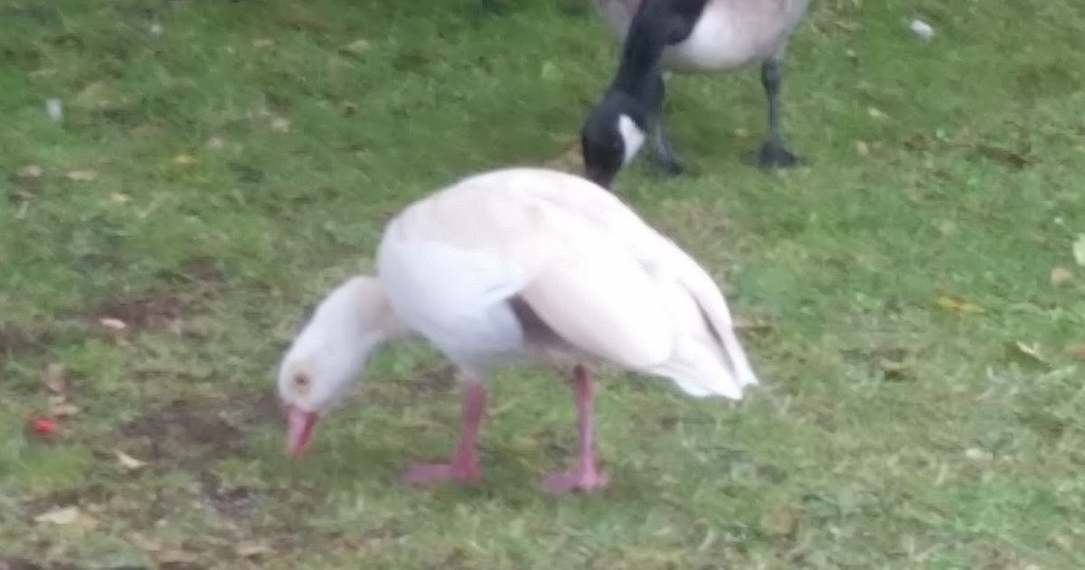 Rosa Rubicondior: Unintelligent Design - Silly Goose!