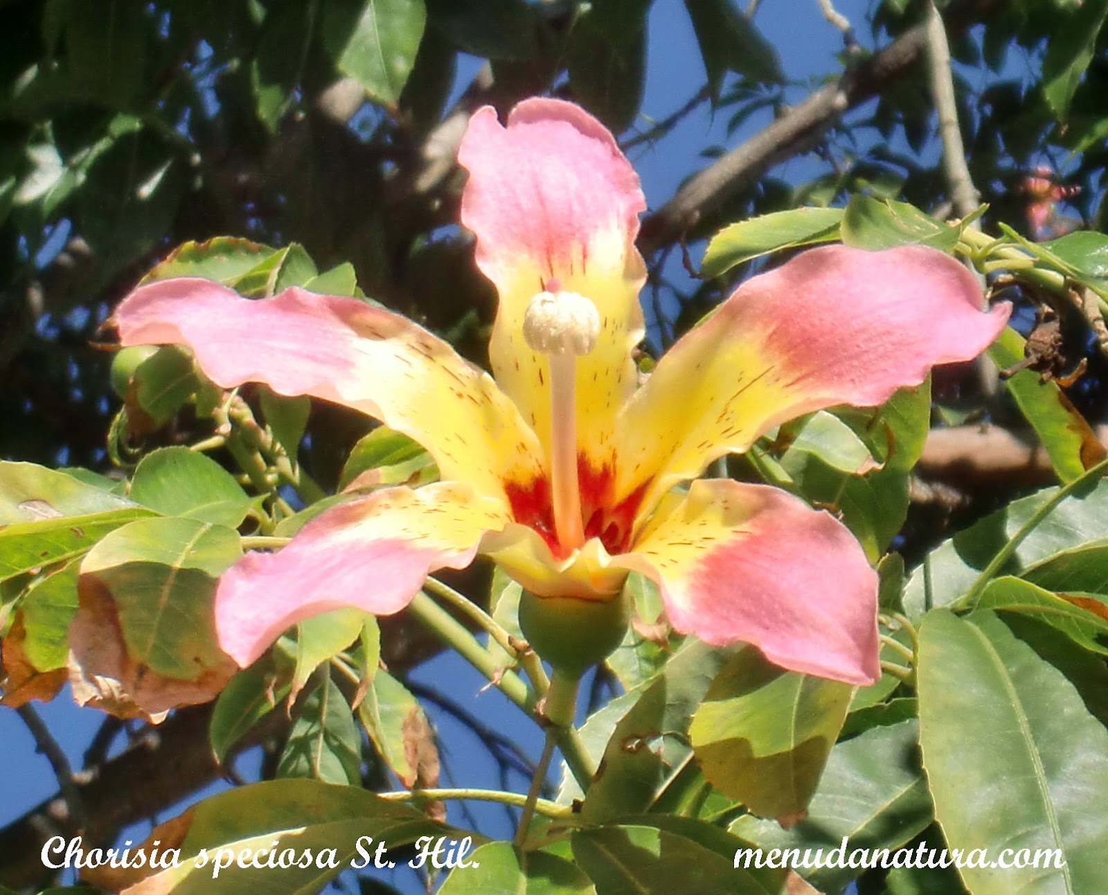 El Jardí de Menuda Natura: Corísia, Árbol botella, Árbol de la lana ...