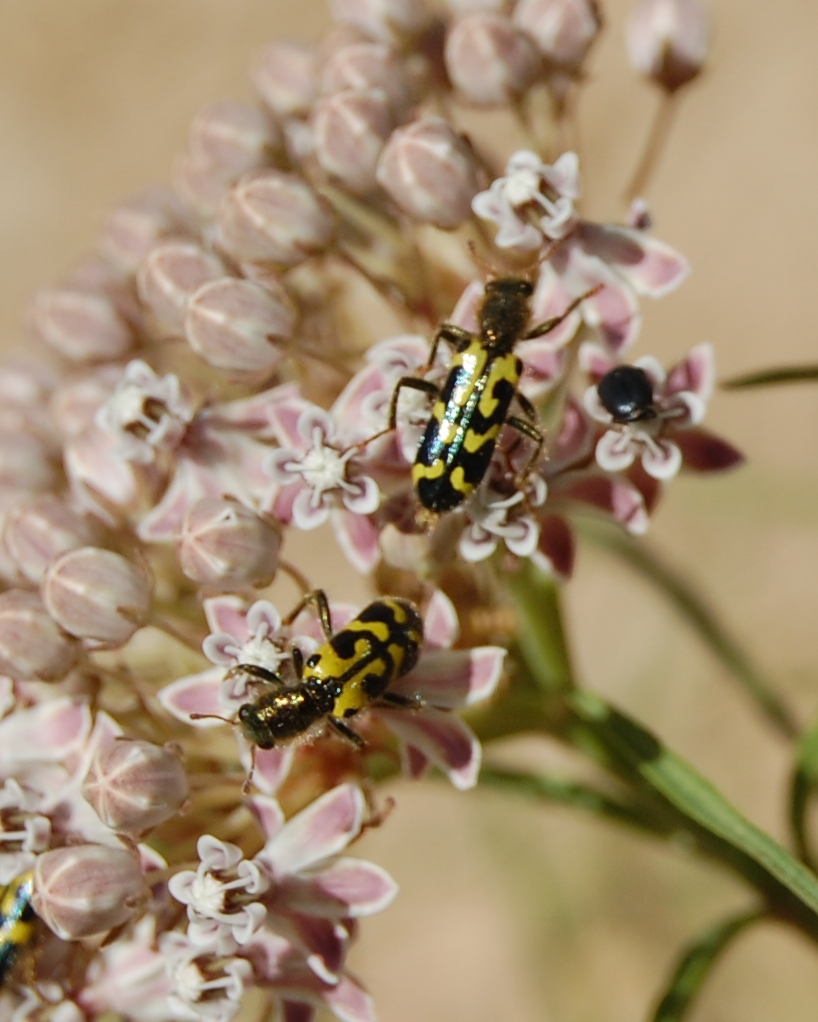 blackoaknaturalist: Hypermetamorphosis