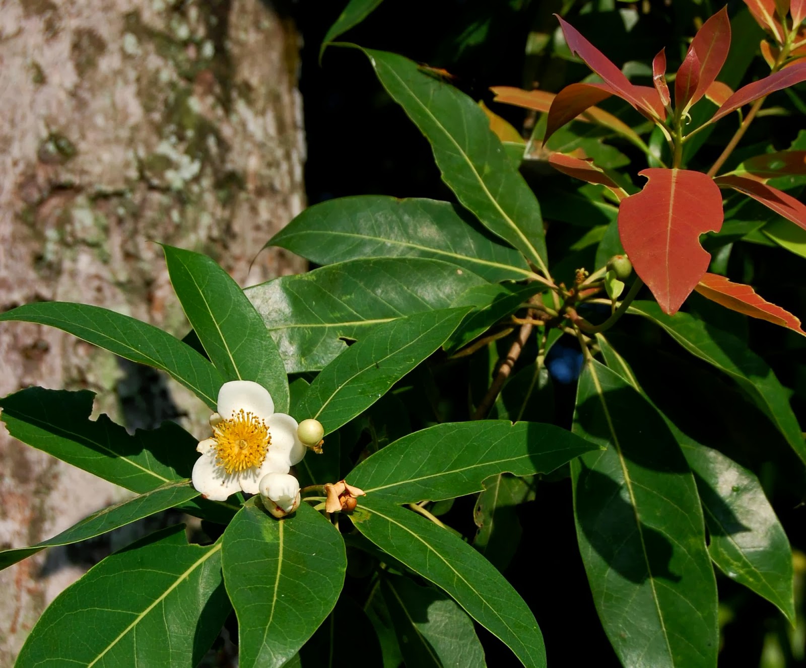 Morfologi Tumbuhanku: Tanaman Yang Cocok Didataran Tinggi