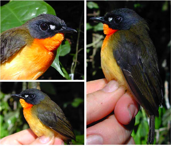 Species New to Science: [Ornithology • 2008] Olive-backed Forest Robin ...