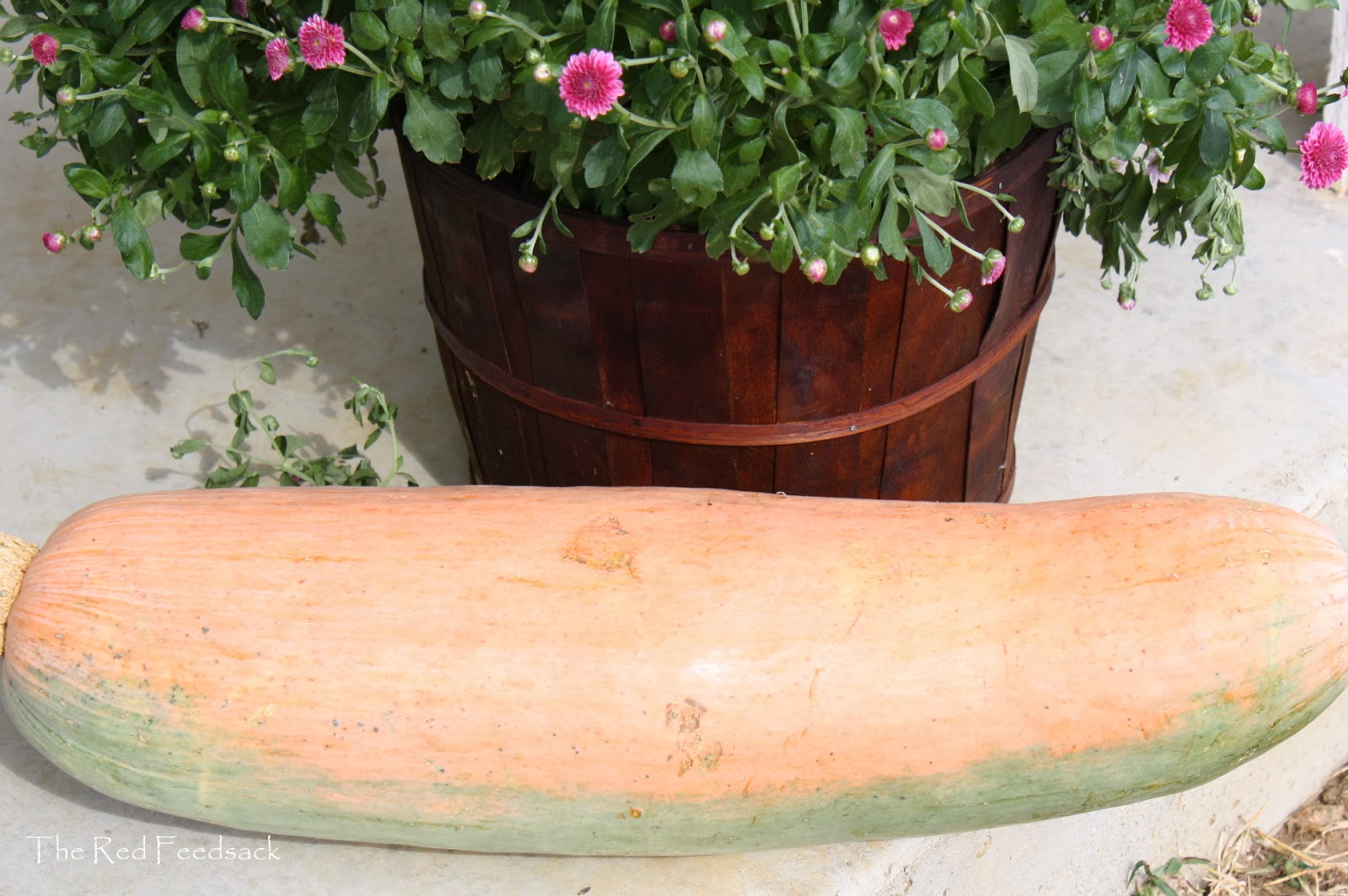 The Red Feedsack: Candy Roaster Pumpkin (Or Is It Squash?)