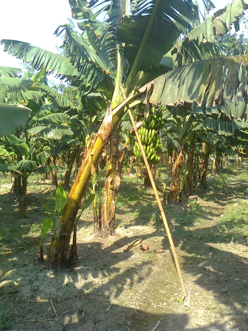 BANANA: Production technology