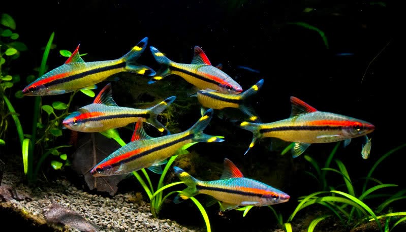 Ikan Puntius - Dunia Akuarium