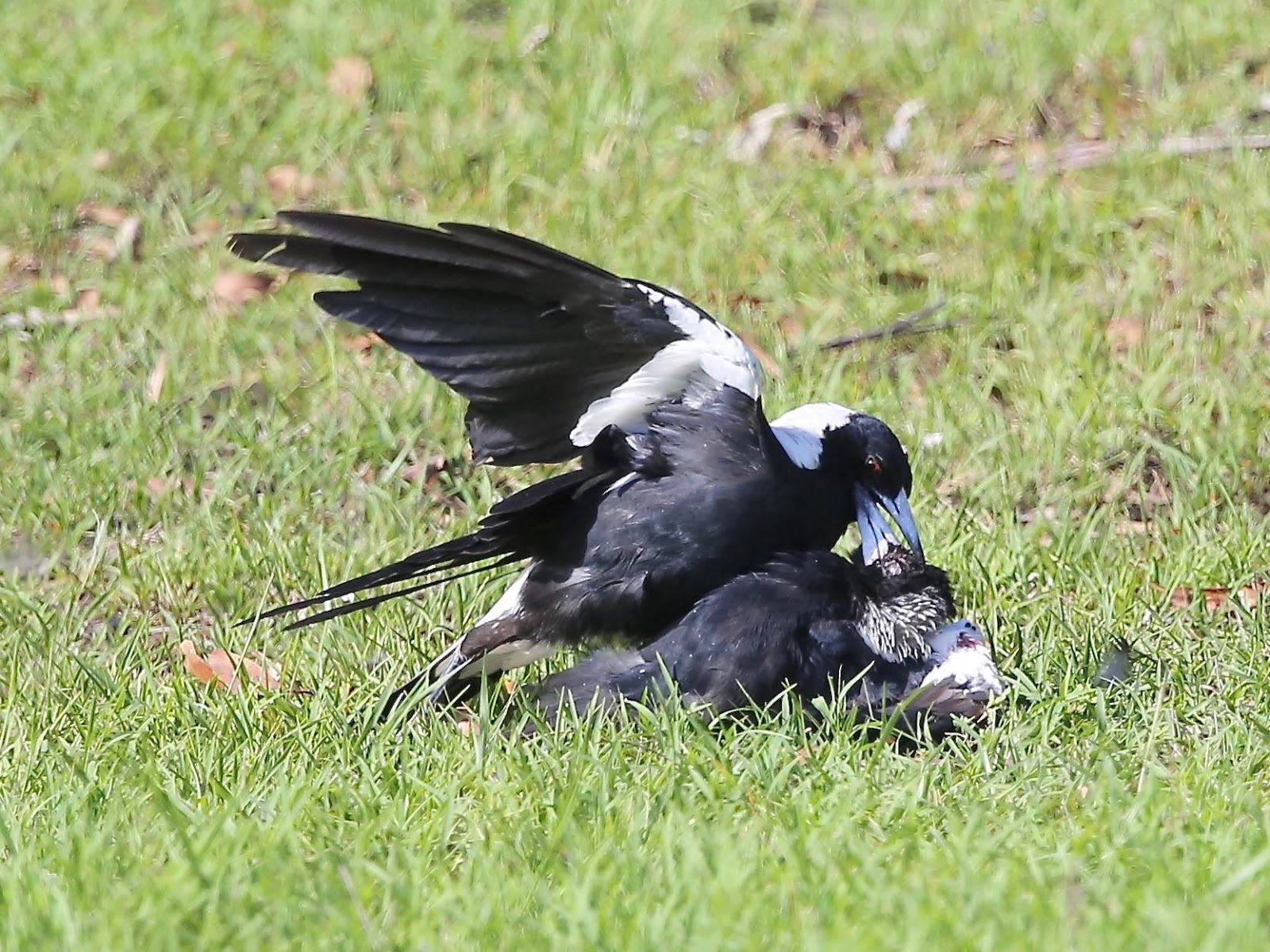 Avithera: Magpies fighting