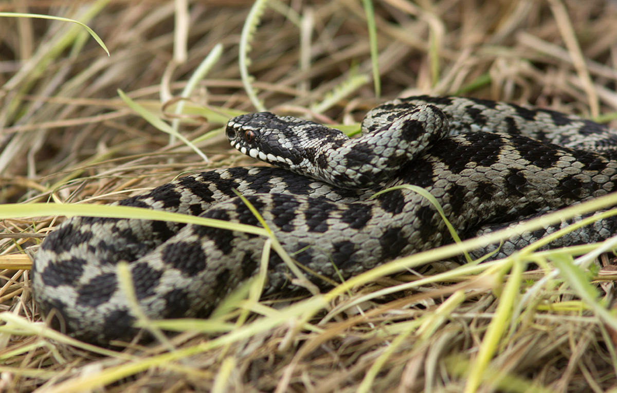 Weedon's World of Nature: Fresh male Adder
