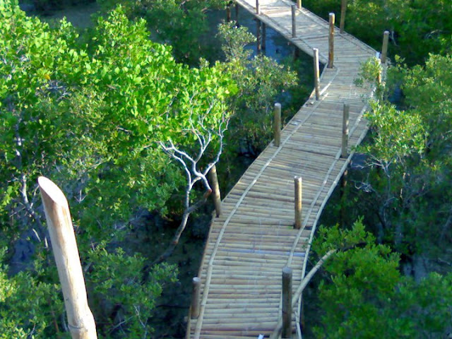Ang Pulo - Calatagan Mangrove Forest Conservation: A Closer Look at Ang ...