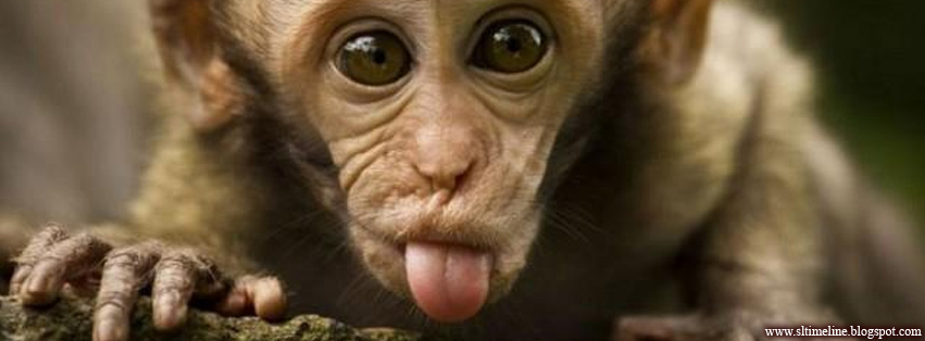 Monkey - Facebook Timeline Cover | FB Pictures