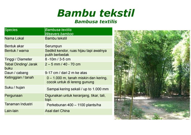 Jenis dan ciri tumbuhan Bambu serta Manfaatnya - Jenisajatitik