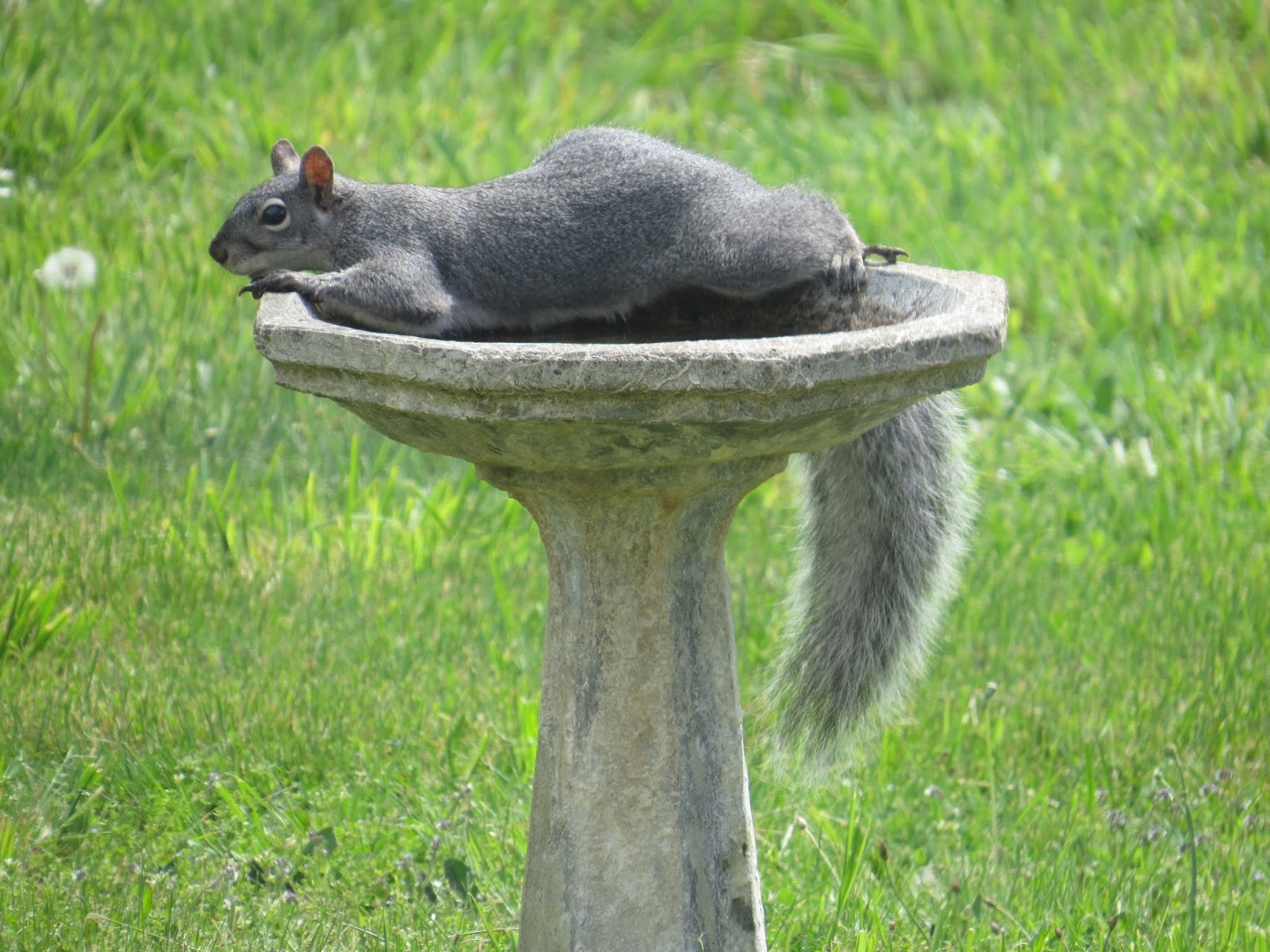 Garden Grumbles and Cross Stitch Fumbles: Earth Day Squirrely Day Cat Day