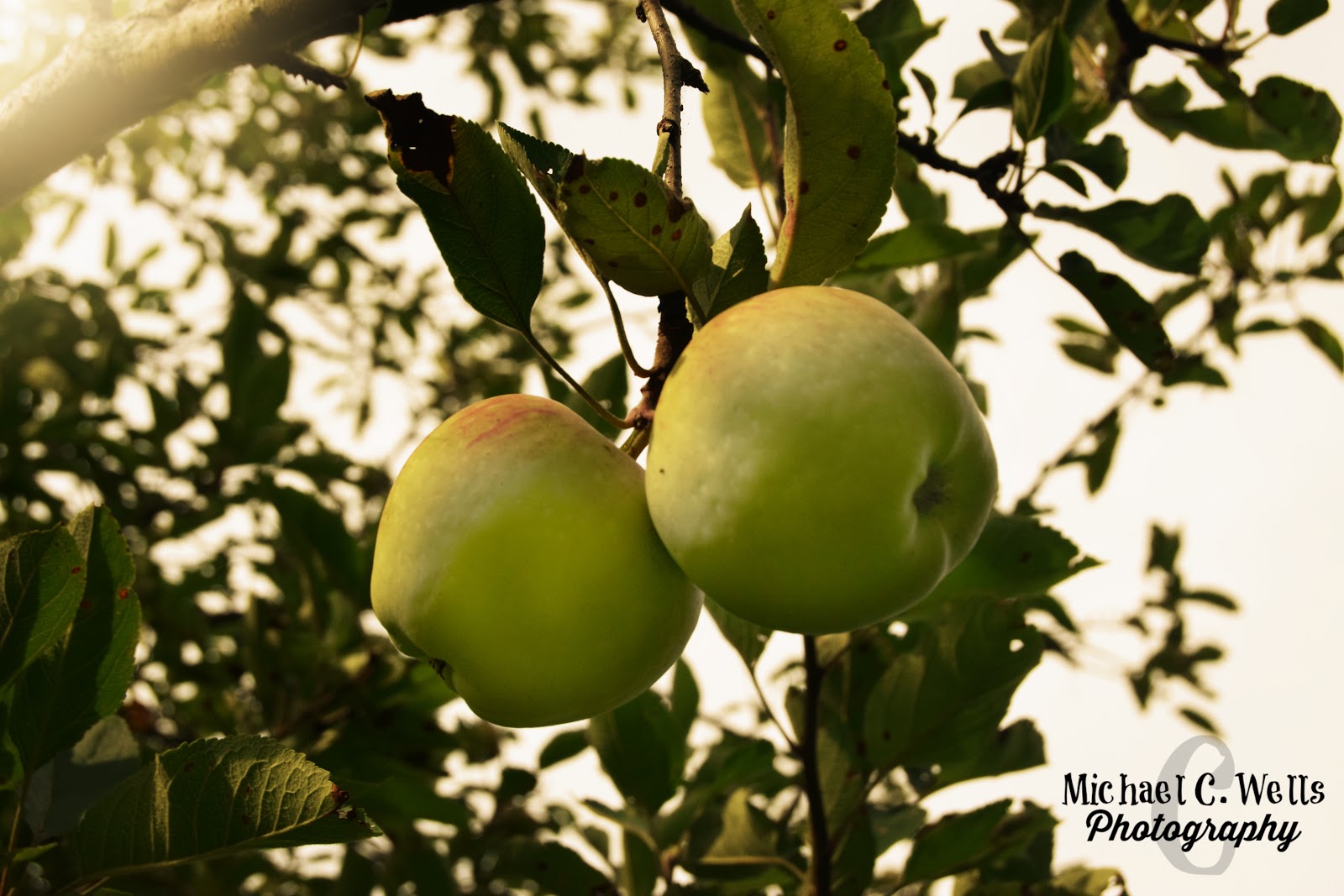 Abandoned House on Destroyed Apple Orchard