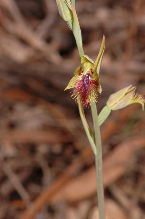 The Nature of Robertson: Beard Orchids (Calochilus sp)