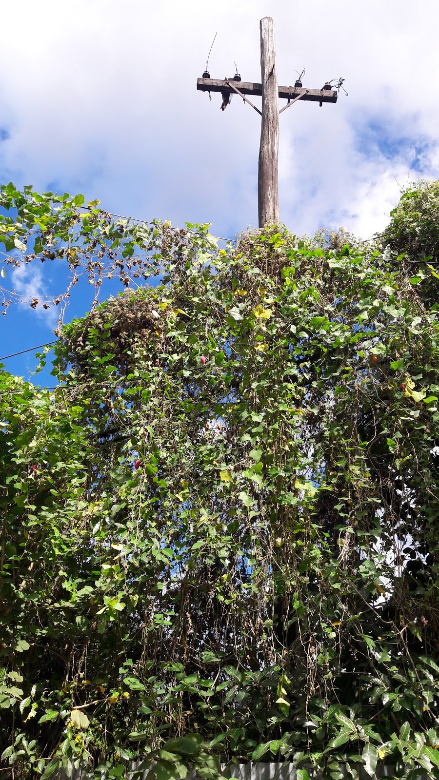 OUR PHILIPPINE TREES: Dangling Small Patola