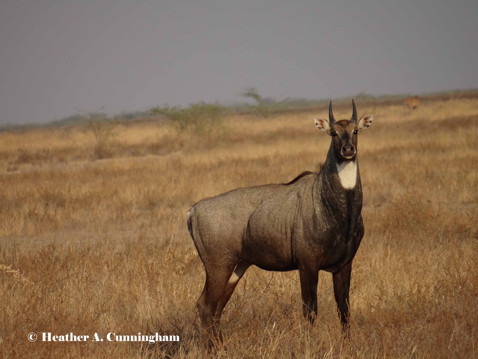 Nilgai