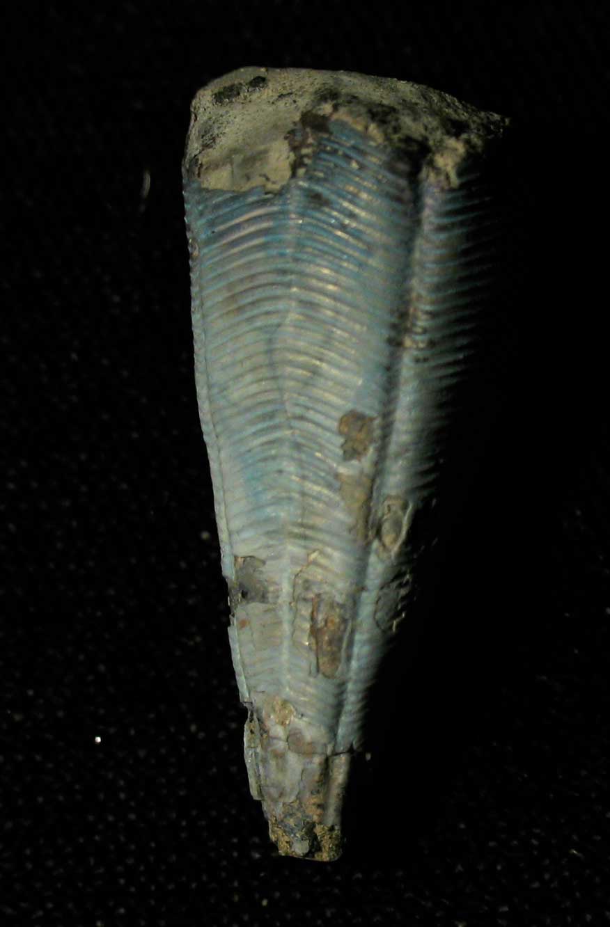 Louisville Fossils and Beyond: Paraconularia magna